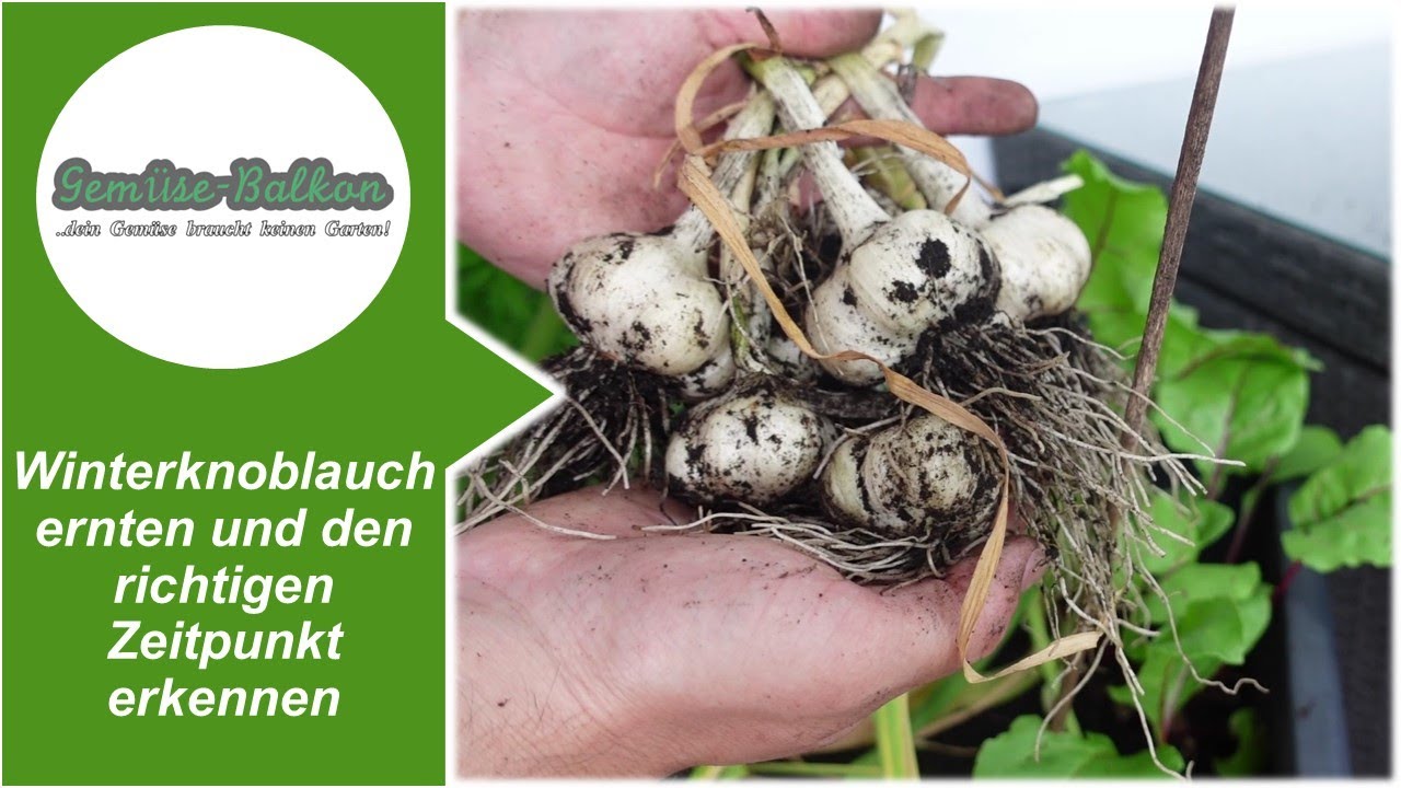 Knoblauch ernten und den richtigen Zeitpunkt erkennen: Koblauch-Ernte ...