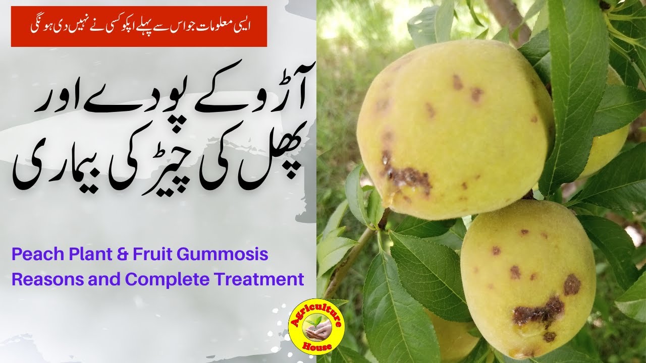 Peach Plant and Fruit Gummosis, Reasons and Treatment - YouTube