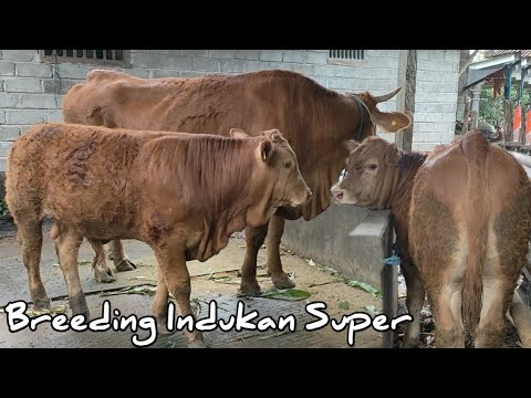 Breeding Sapi Indukan Seharga 95 Juta || Ini 2 Pedet Hasil Peranakannya ...