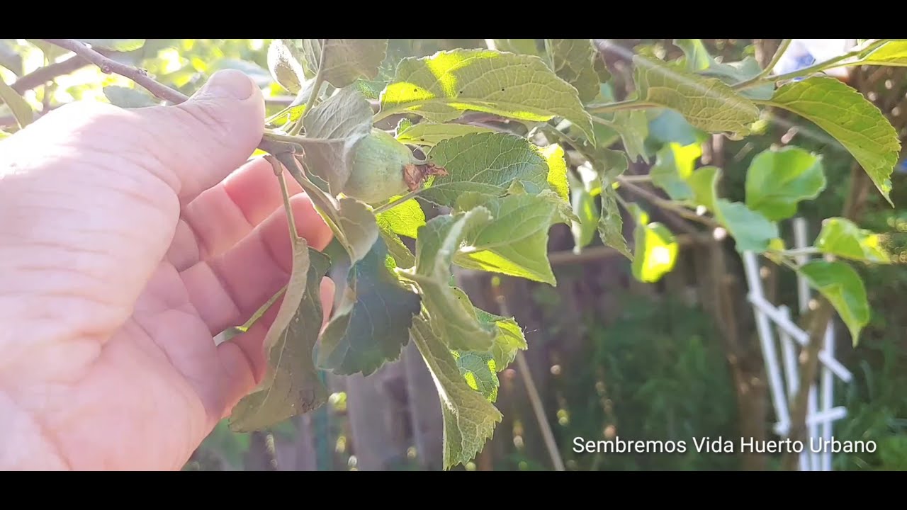 Trampas, para atrapar la polilla de la manzana, son las que dejan los ...