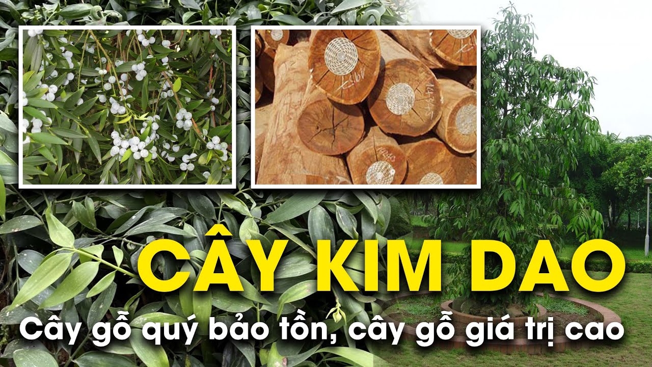 Cây kim dao một dòng gỗ quý của Việt Nam mà không phải ai cũng biết ...