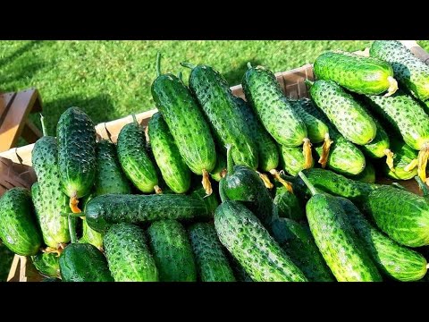 Kastraveca Turshi, Pickled cucumber #kastravecaturshi #turshi #picles ...