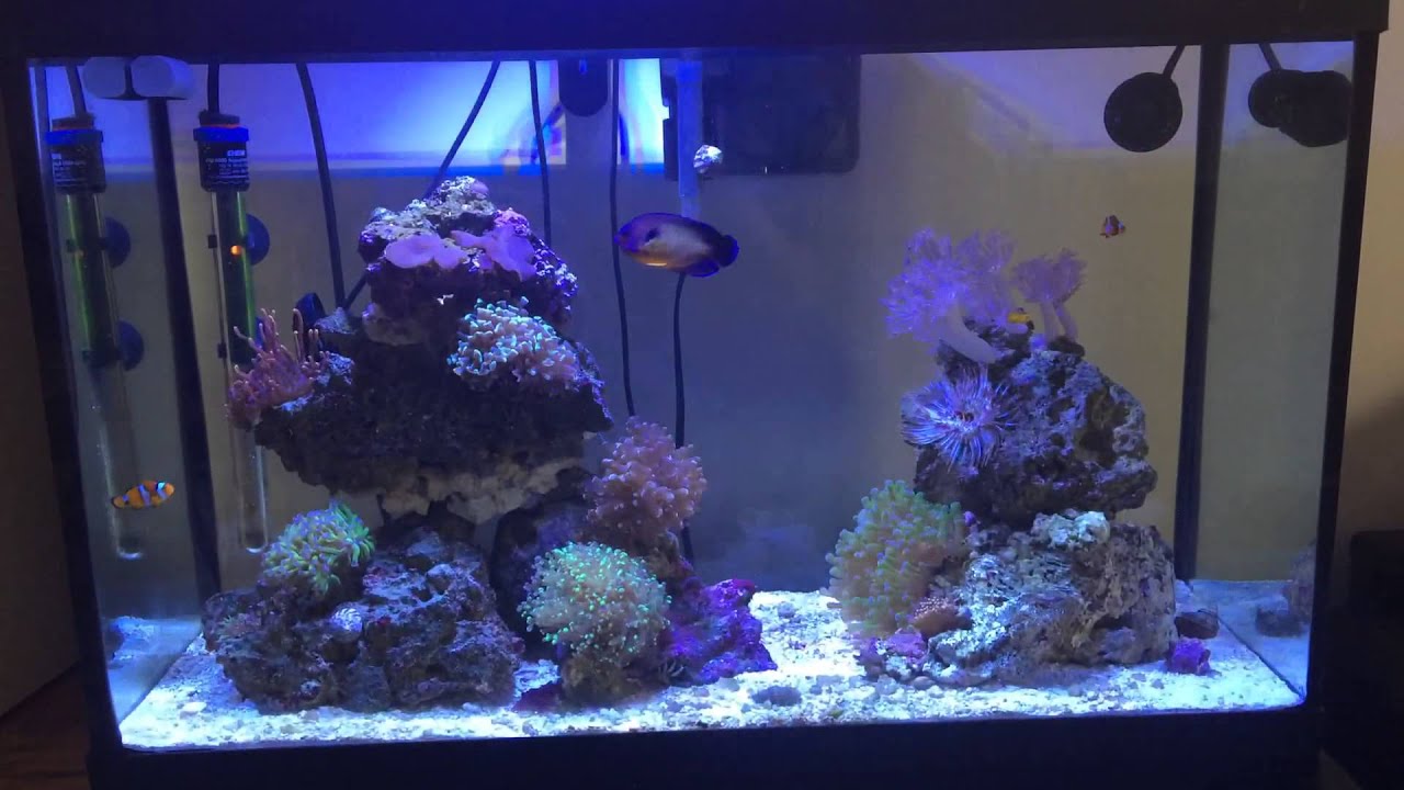 29 Gallon Nano Reef Tank FTS Video - YouTube