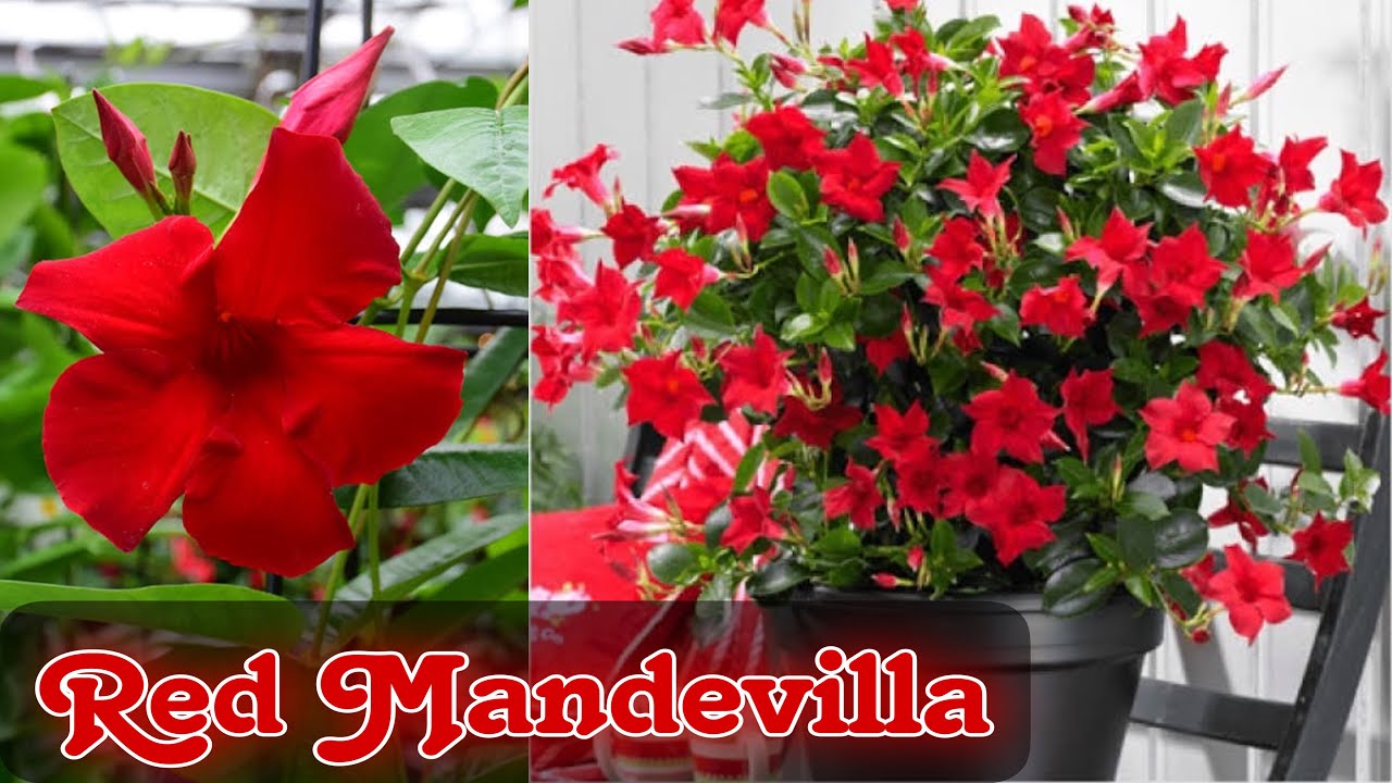 Red Mandevilla | Mandevilla Vine | Complete Care | Fertilizer | Mitra ...