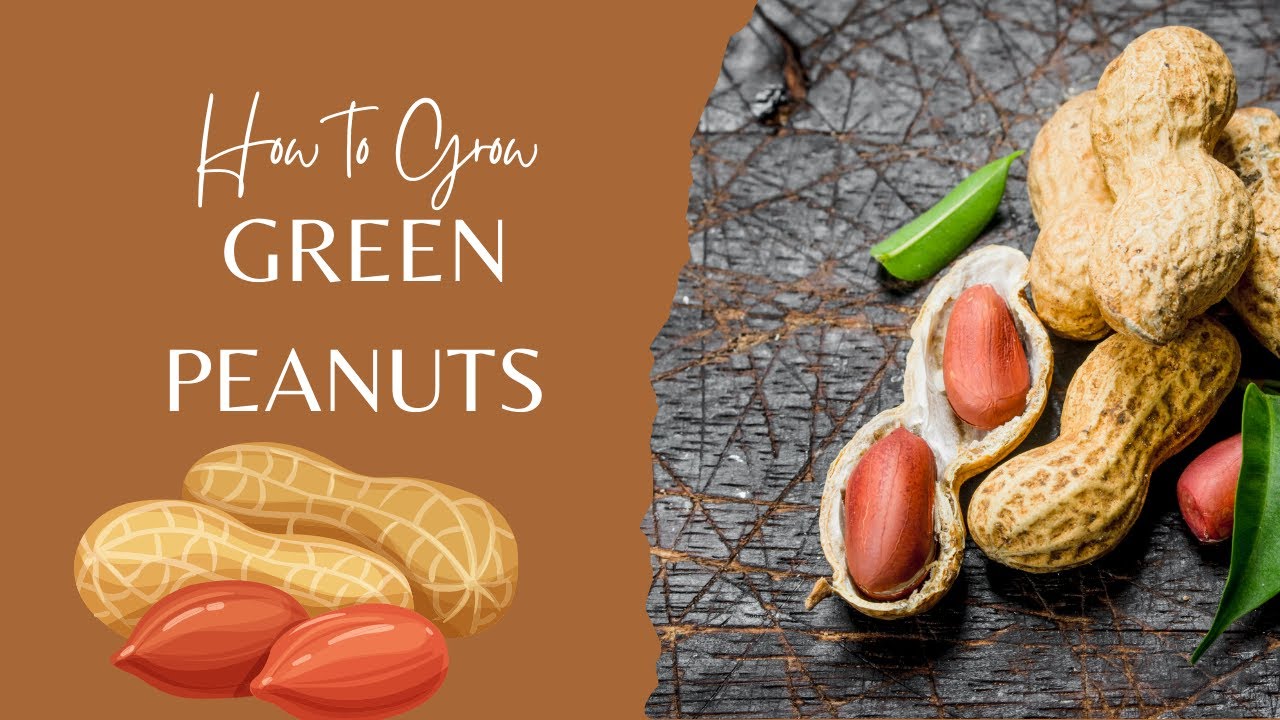 How to Grow Green Peanuts in Your Home garden? @BuyKitchenStuff - YouTube