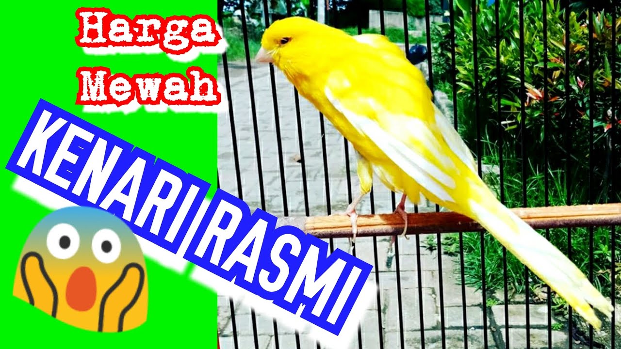 KENARI RASMI GACOR || Cocok buat masteran, BURUNG IMPORT - YouTube