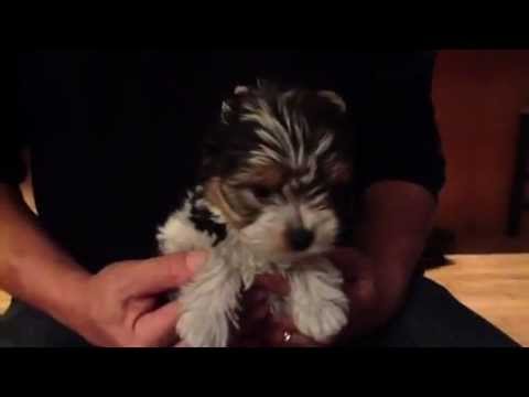 Biewer Tri Color Yorkie Boy - YouTube