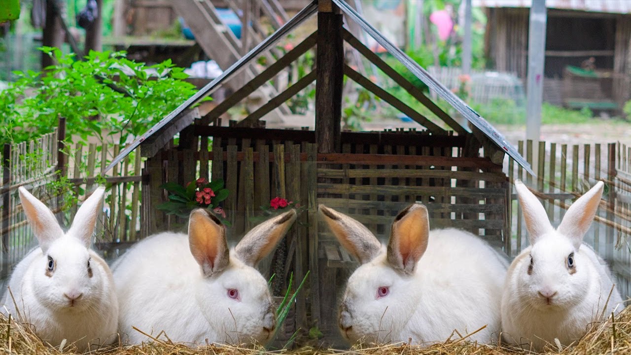 Rescue rabbits and build stunning rabbit house||Rabbit house - YouTube