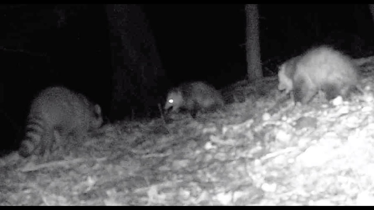Compost Critters, Season 3, Episode 6 - YouTube