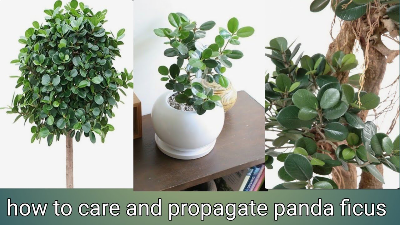how to care panda ficus complete guidens - YouTube