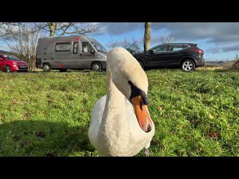 Curious Swan at Arundel - YouTube