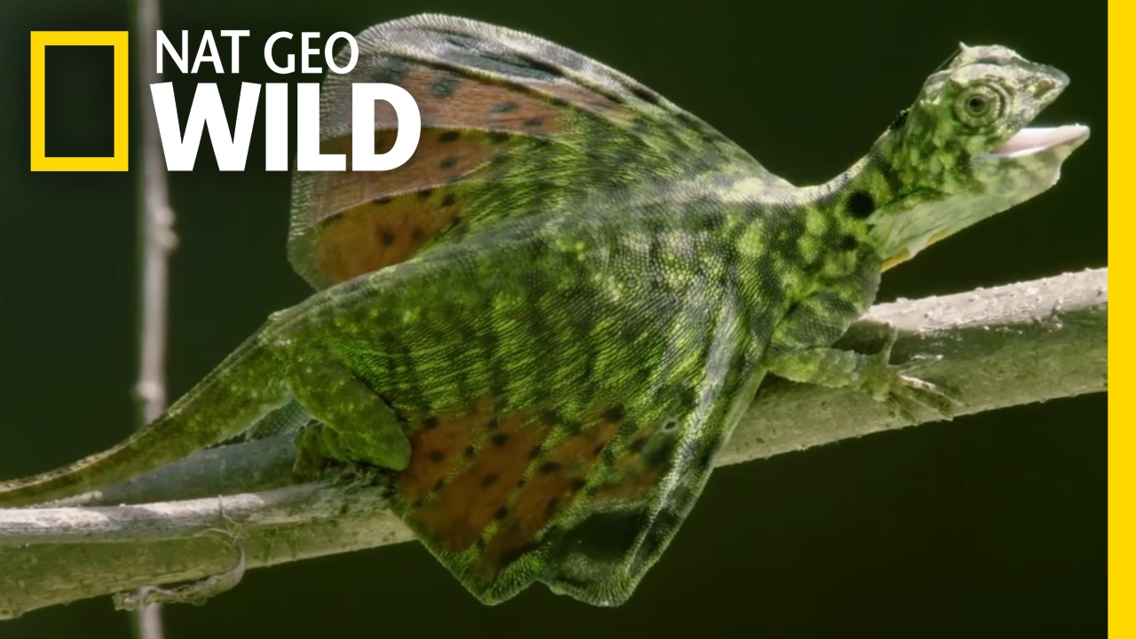 Taking a Flying Leap | Destination WILD - YouTube