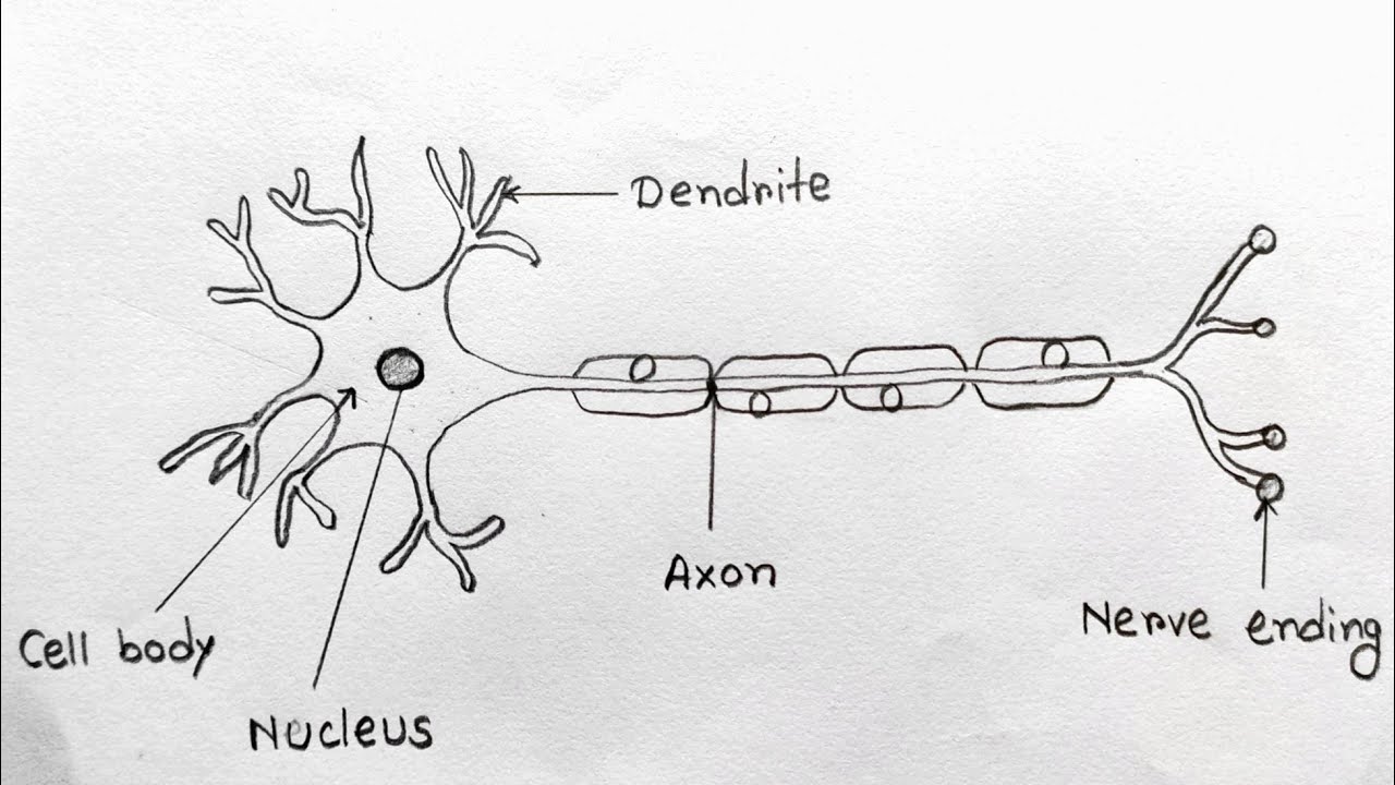 Science school skectch drawing | Nerve system for science project ...