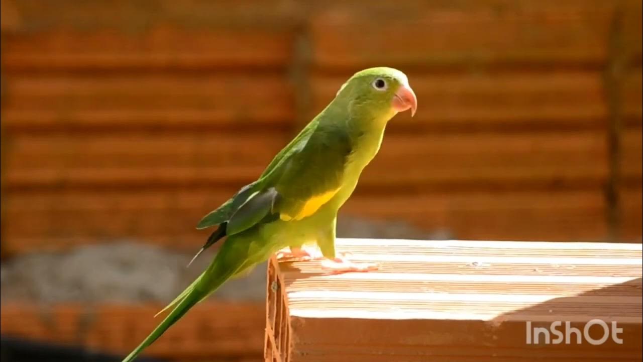 oru kili uruguthu - YouTube