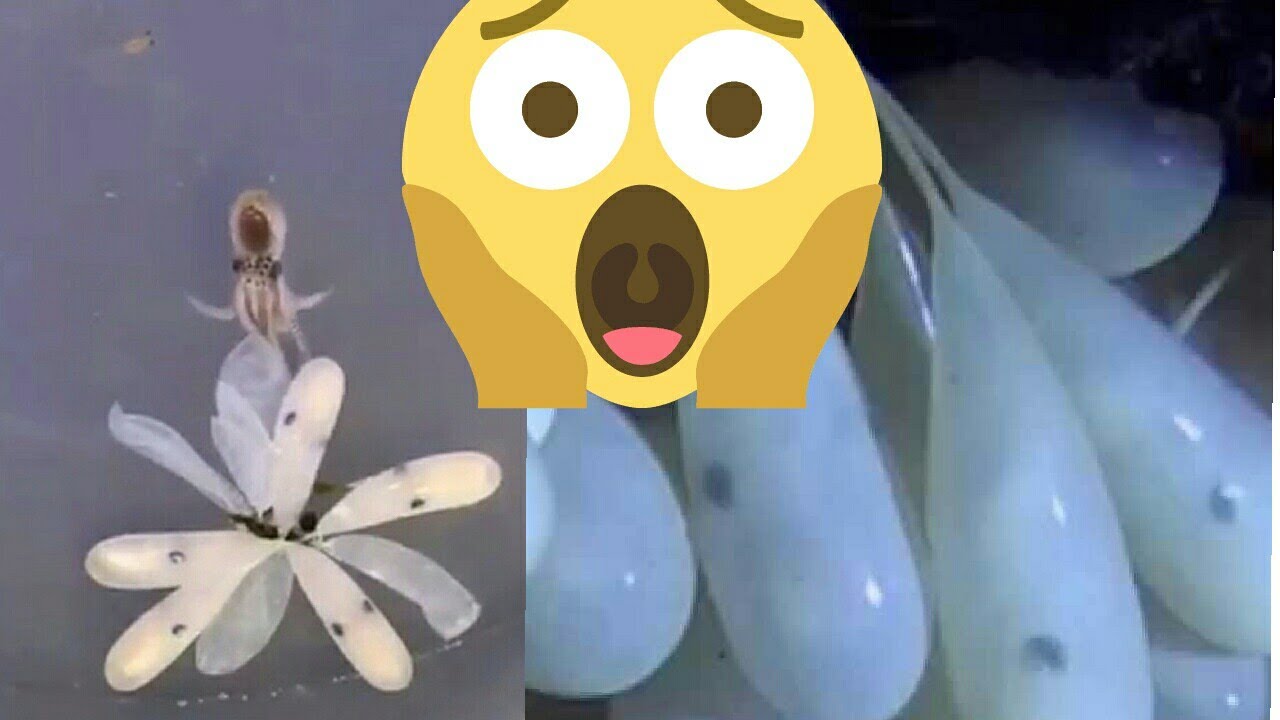 Baby octopus hatching Amazing sight - YouTube