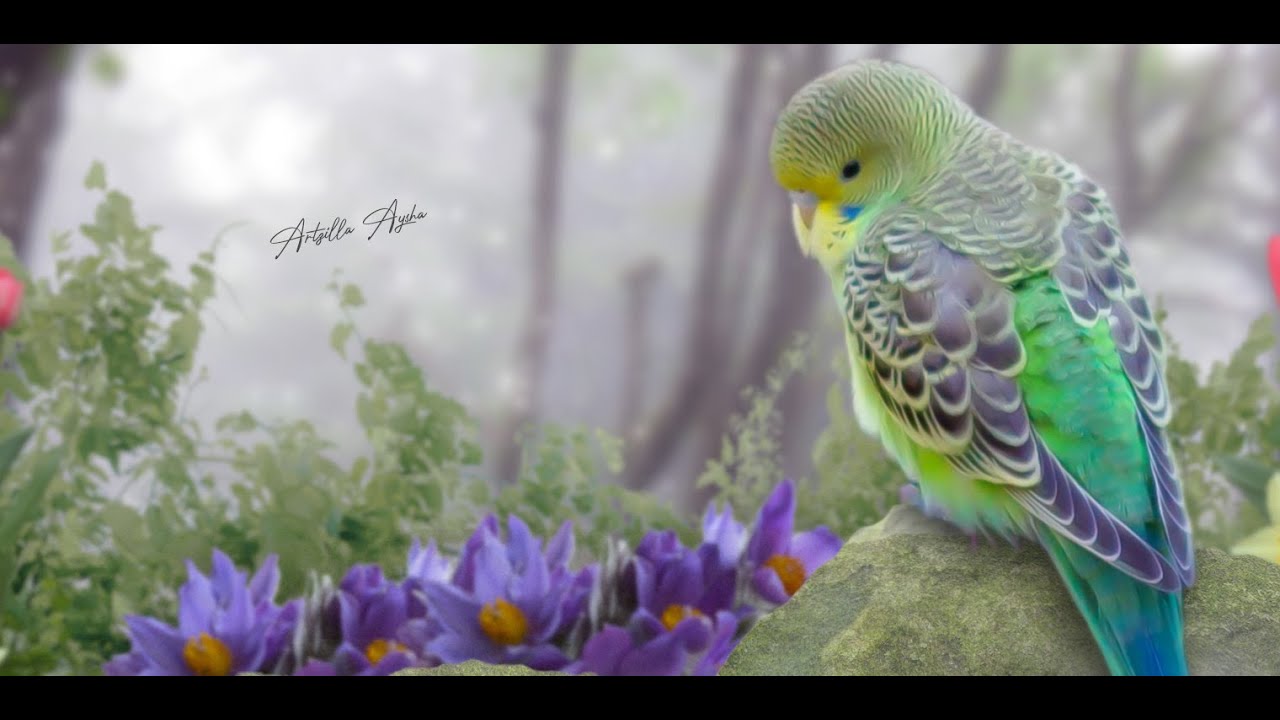 ASMR Bird Artwork Time Lapse With Spyro 2 Music and Birds Sounds - YouTube