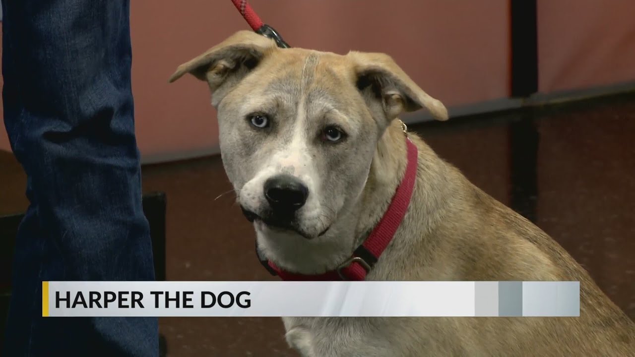 FURRY FRIDAY: Meet Harper the dog - YouTube