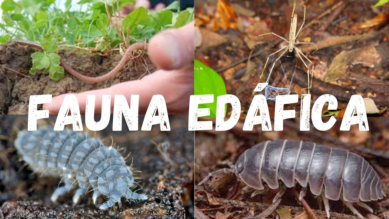 Episódio 18: Fauna Edáfica - YouTube
