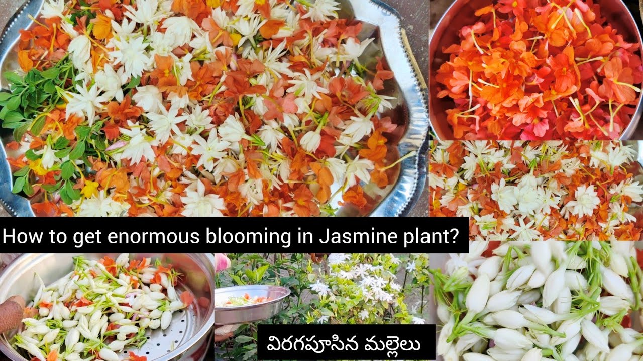 ఈరోజు మా ఇంట్లో పూసిన మల్లెపువ్వులు Types of jasmine plants | Tip to ...