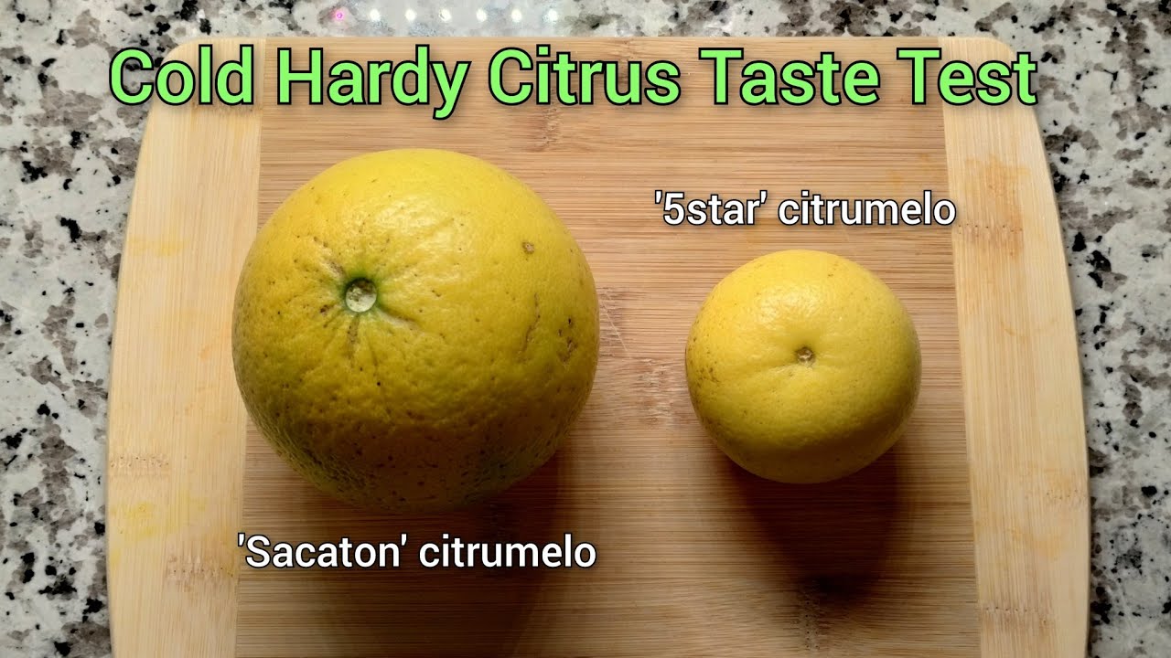 5star Citrumelo and Sacaton Citrumelo Taste Test - YouTube