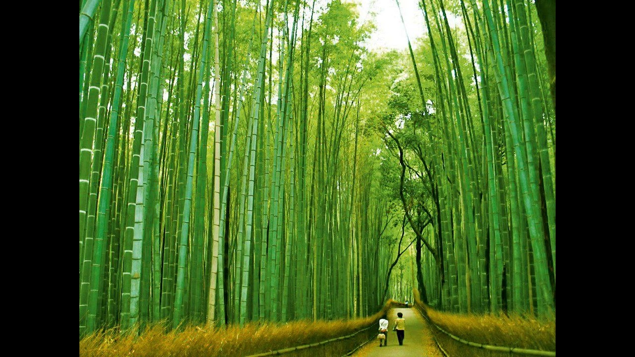 Bamboo wind sound - YouTube