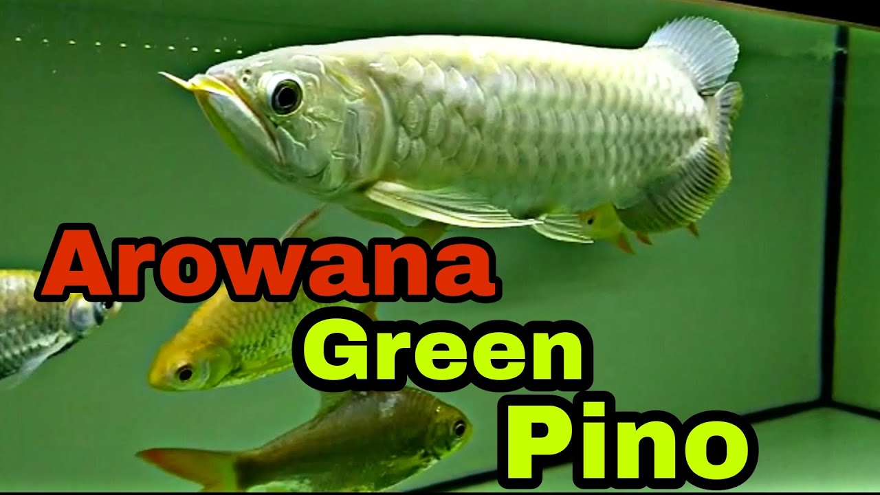 Ikan Arwana Pino