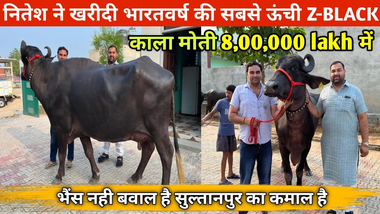 8 lakh में बिकी भारतबर्ष की सबसे ऊंची murrah,Z-black काला मोती# ...