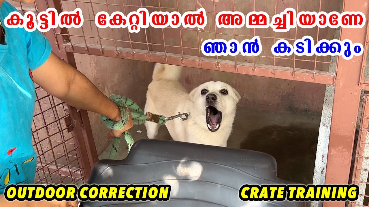 😡😡കൂട്ടിൽ കേറ്റിയാൽ അവൻ കടിക്കും : aggressive Indian spitz Crate ...