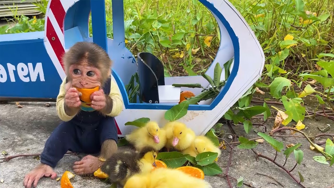 Bo Bo monkey flies an airplane to harvest fruit with ducks - YouTube