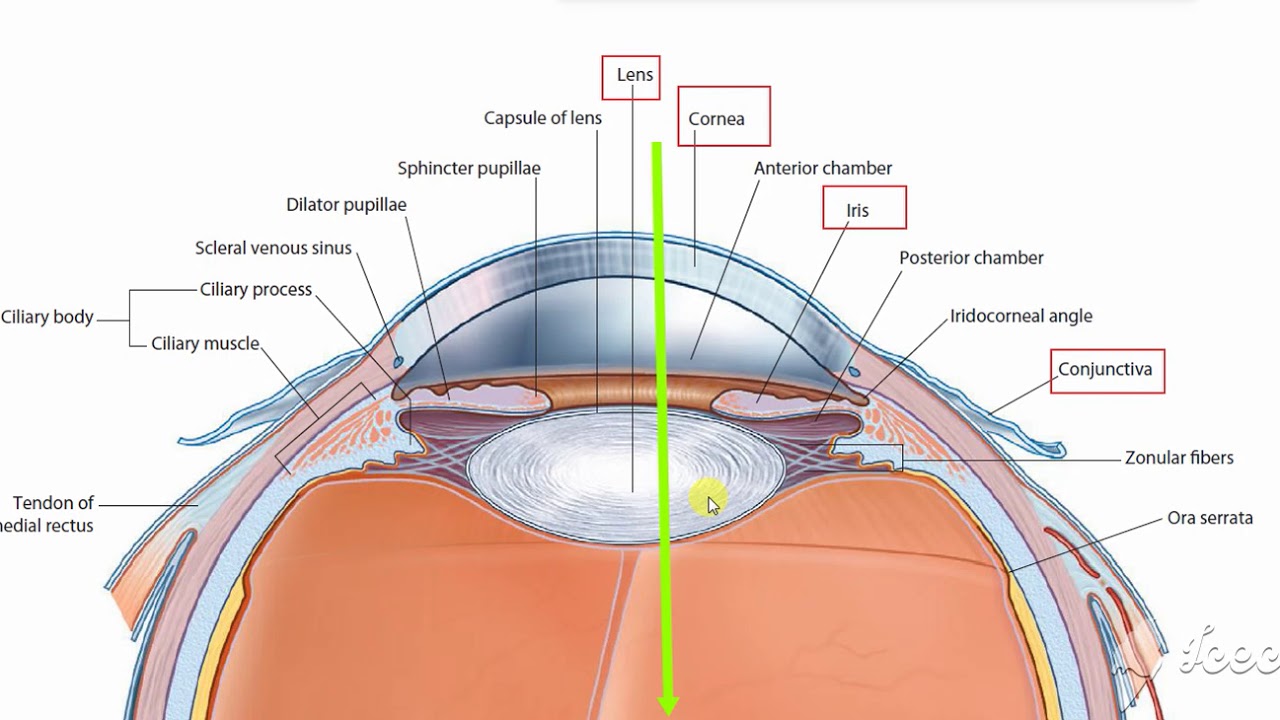 Eye ball 1 - YouTube
