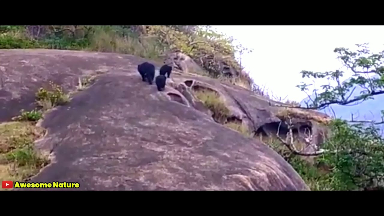 Ratanmahal Sloth Bear Sanctury | Awesome Nature - YouTube