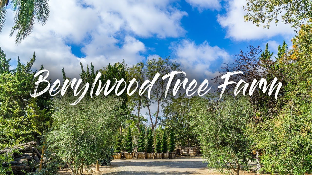 Berylwood Tree Farm - YouTube