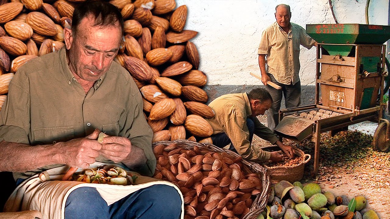 Las ALMENDRAS. Vareo manual del árbol, recogida del fruto, técnicas de ...