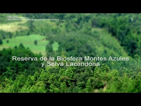 I LOVE CHIAPAS: PARQUE NATURAL MONTES AZULES