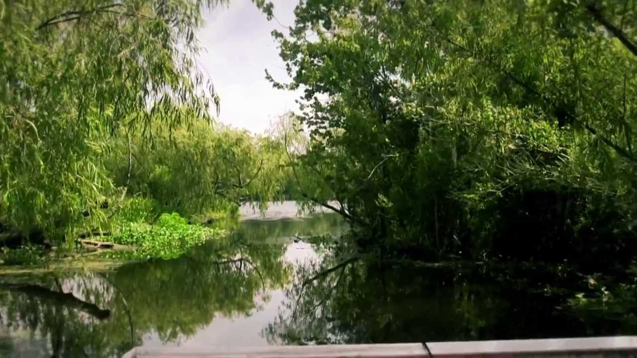 Airboat through Bayou Barataria, Louisiana - YouTube