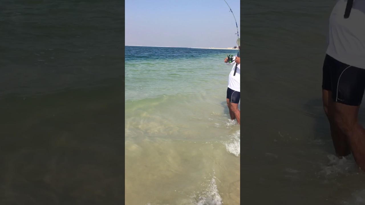 Catching King Fish at Inland Beach, Qatar - YouTube