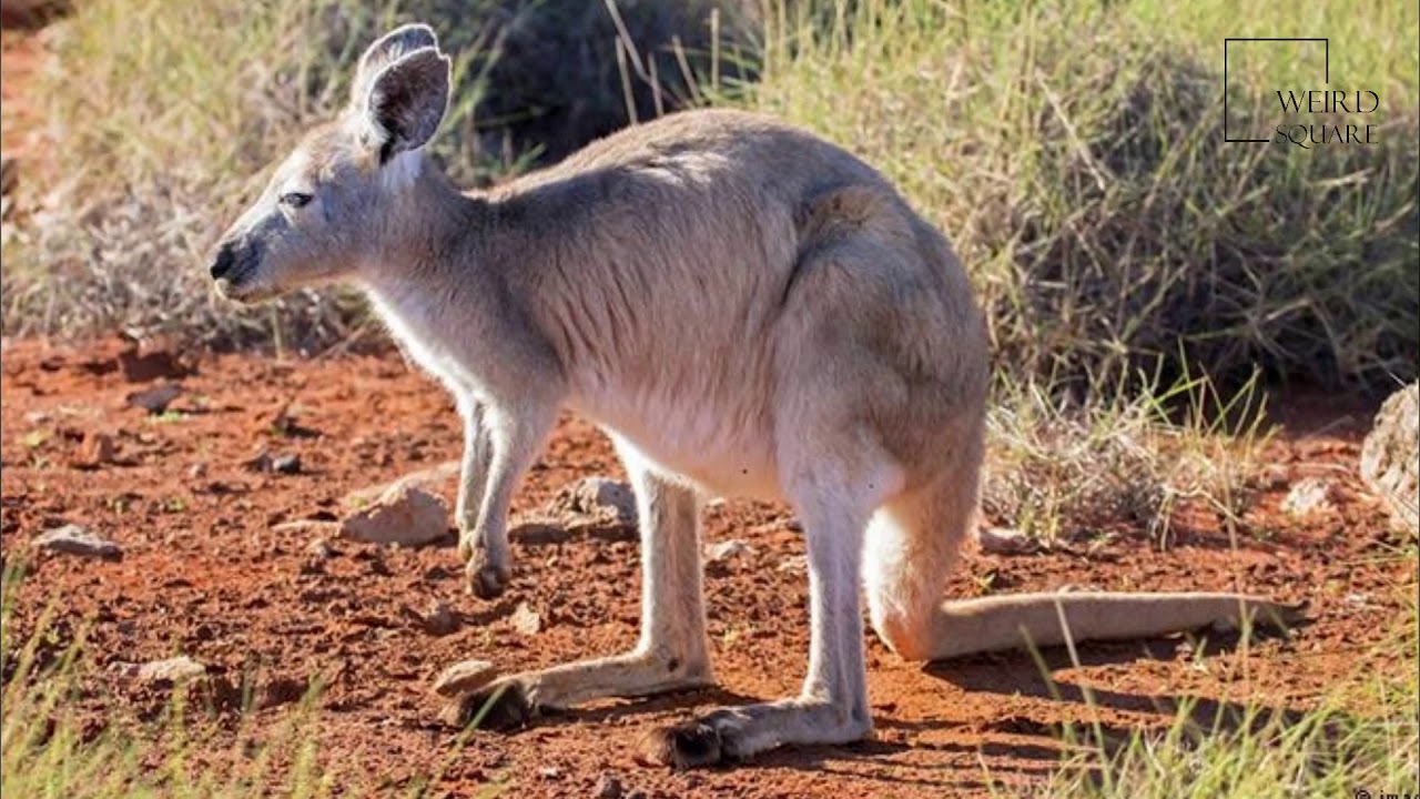 Interesting facts about Euro wallaby by weird square - YouTube