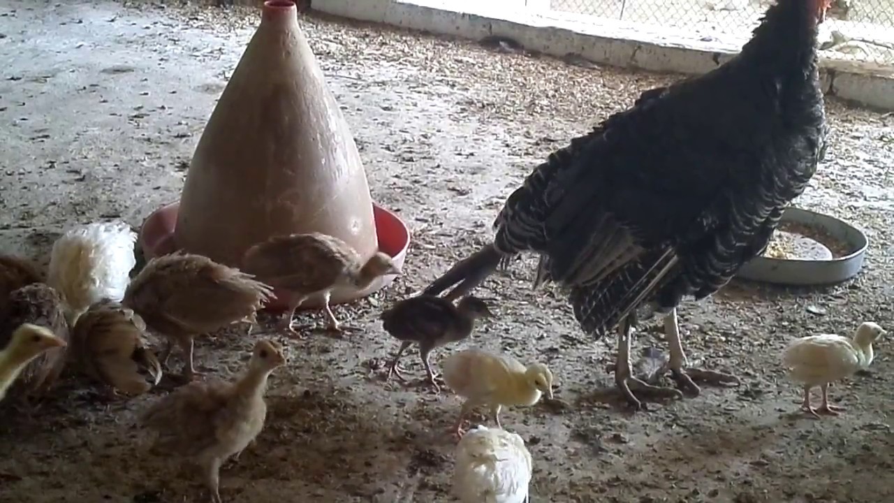 The Turkey Industry - How to raise baby turkeys poults in Pakistan ...