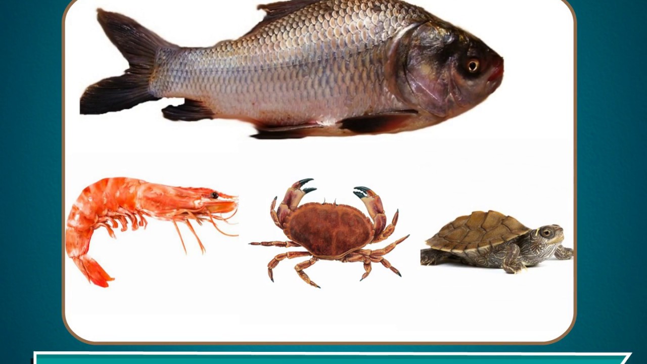 Aquatic Animals Science Class 4 YouTube aquatic-animals-science-class-4-youtube