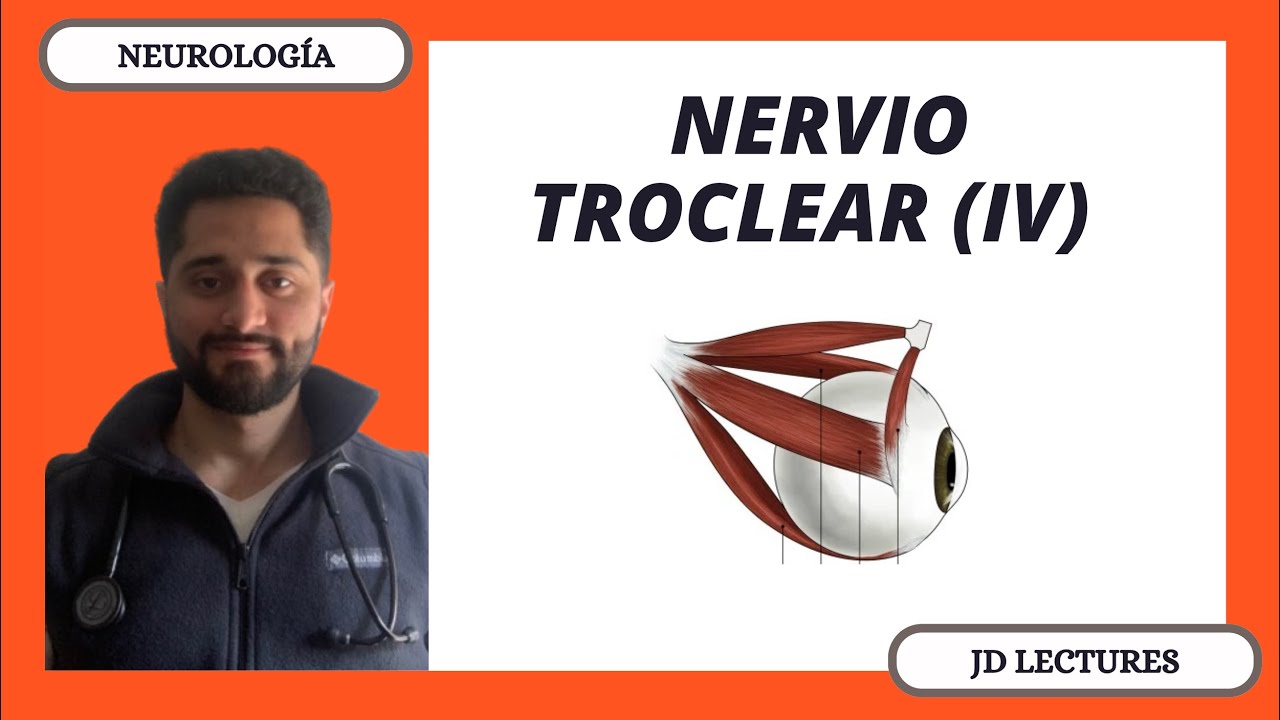 NERVIO TROCLEAR | CUARTO PAR CRANEAL | NEUROLOGÍA - YouTube