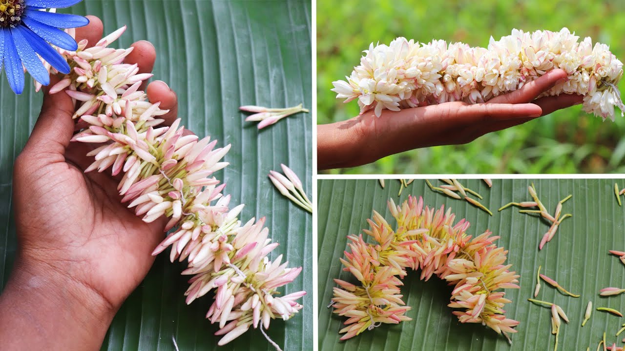 Pink Jasmine Garland - Madurai Pichi poo maalai - Bridal veni Flower ...