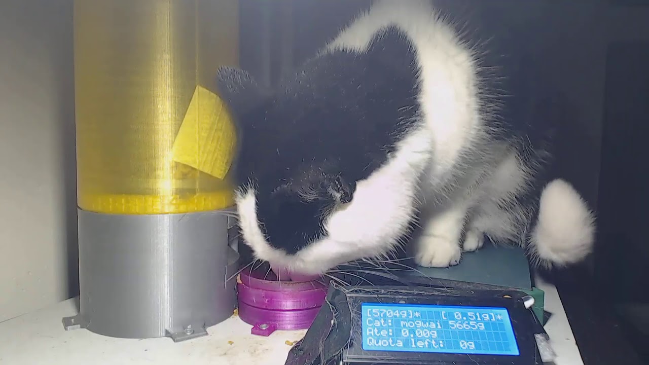 Meowton Live Stream - YouTube