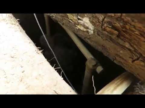 Easy monkey trap _ amazing quick monkey trap using traditional that's ...