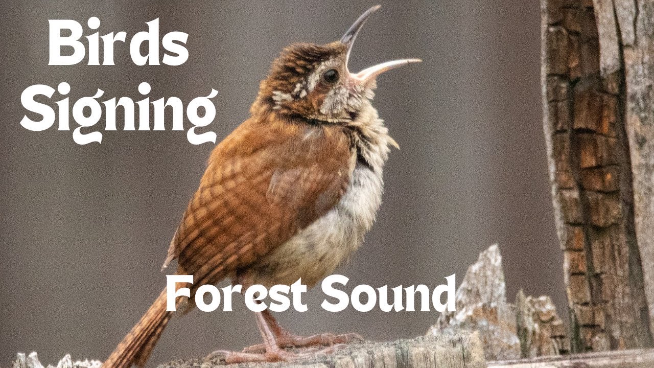Bird Song | Forest Sounds | Woodland Ambience | Relaxing Birds Singing ...