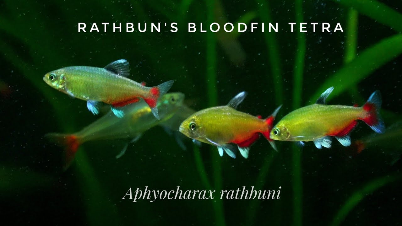 Rathbun's Bloodfin Tetra/ Green Fire Tetra (Aphyocharax rathbuni) in ...