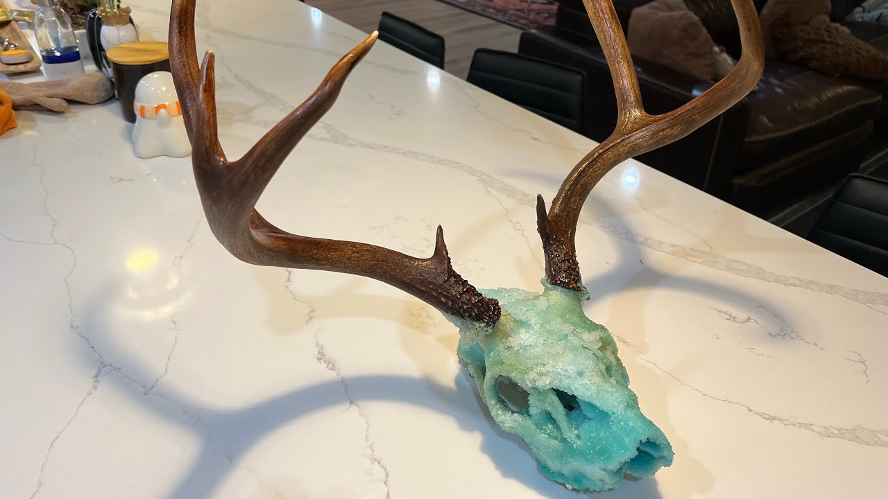 Dead head deer skull borax crystals - YouTube