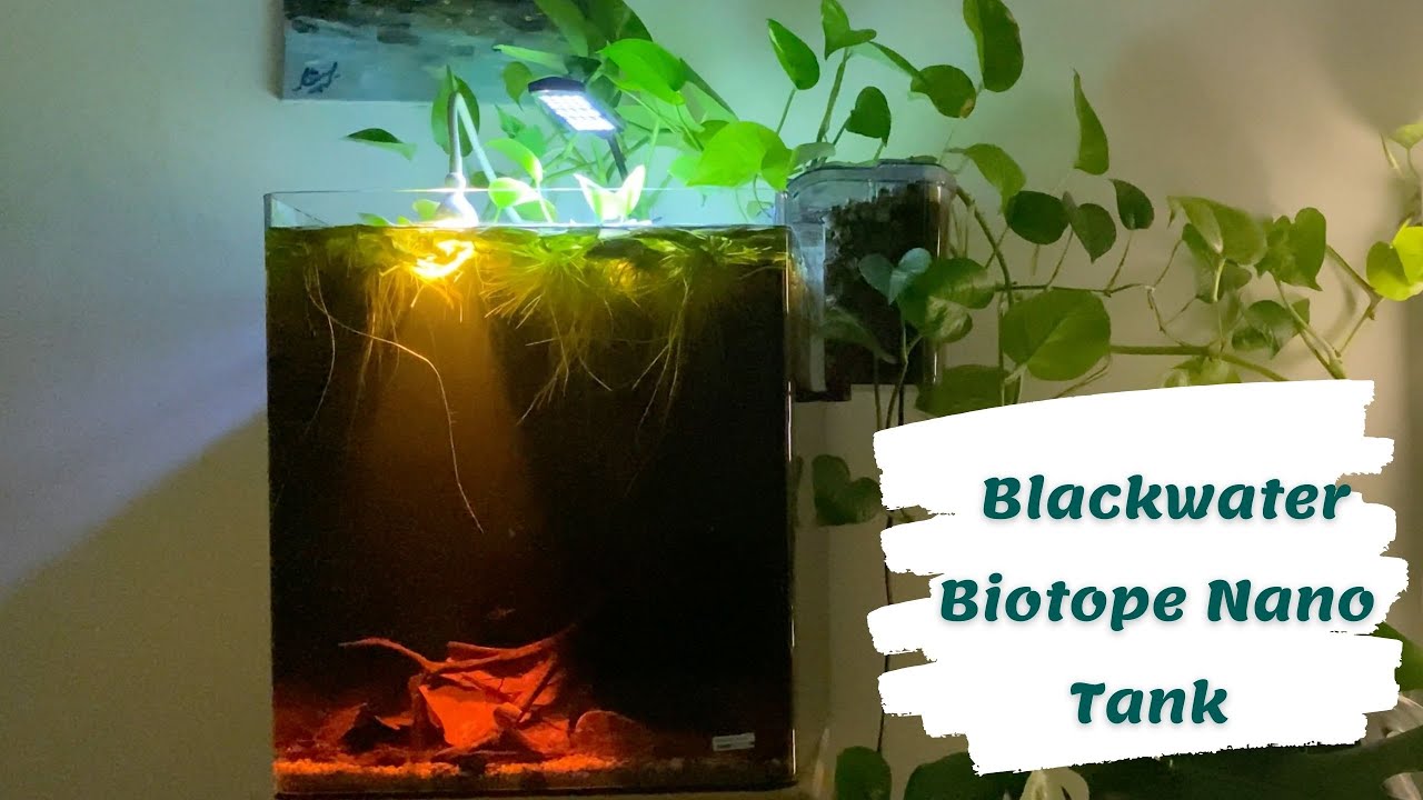 Blackwater Biotope Nano Tank Aquarium - YouTube