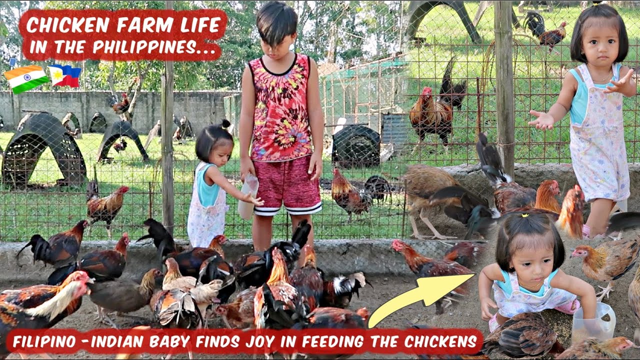 CHICKEN FARM LIFE.. UMUWI NG PINAS PARA MAGING TAGAPAGPAKAIN NG MANOK ...