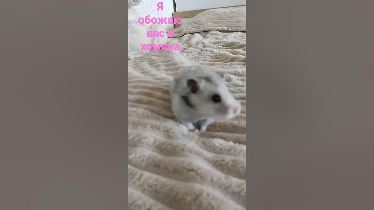 хомяк 🐹🐹🐹🐹🐹🐹🐹🐹🐹🐹🐹🐹🐹🐹🐹🐹🐹🐹🐹🐹🐹🐹🐹🐹🐹🐹🐹🐹🐹🐹🐹🐹🐹🐹🐹🐹🐹🐹🐹🐹🐹🐹🐹🐹🐹🐹🐹🐹🐹🐹🐹🐹🐹🐹 ️ ️ ️ ️ ️ ...