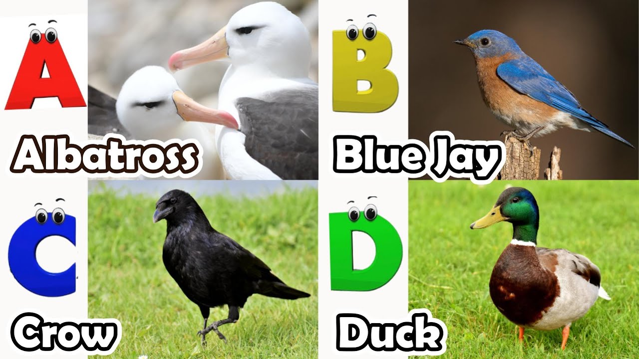 Birds Alphabet Song for Kids | Birds ABC Song | Phonics for Kids | Baby ...